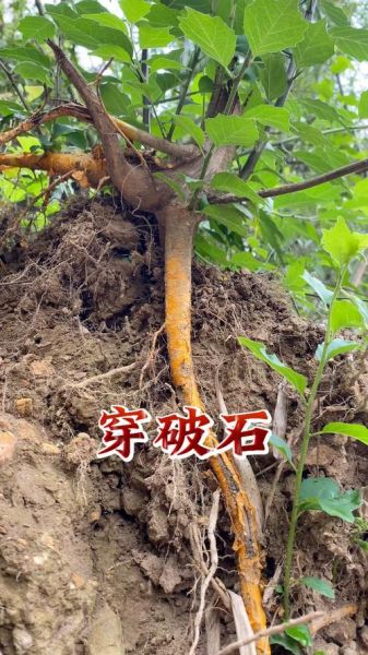 九层皮树根的功效与作用_九层皮树根怎么使用-第1张图片-山城妙识 九层皮树根的功效与作用_九层皮树根怎么使用-第1张图片-山城妙识