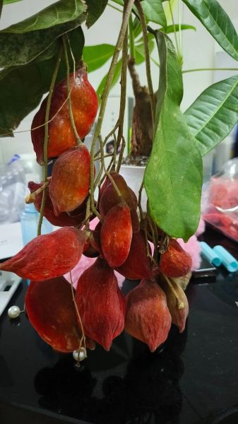 九层皮树根的功效与作用_九层皮树根怎么使用-第2张图片-山城妙识 九层皮树根的功效与作用_九层皮树根怎么使用-第2张图片-山城妙识