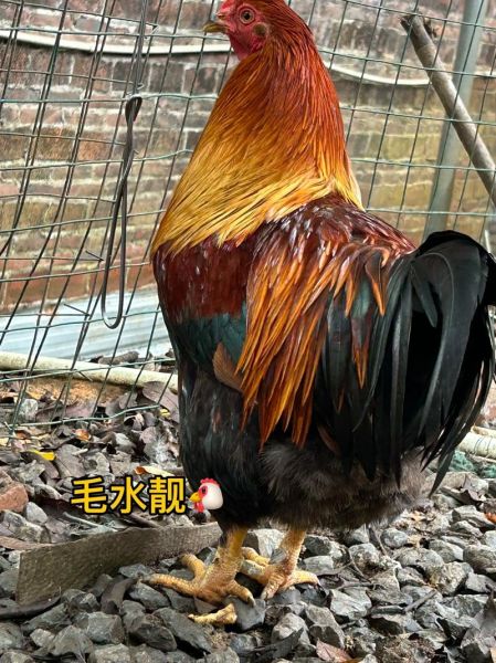 扇鸡是什么鸡_扇鸡和土鸡区别-第1张图片-山城妙识 扇鸡是什么鸡_扇鸡和土鸡区别-第1张图片-山城妙识