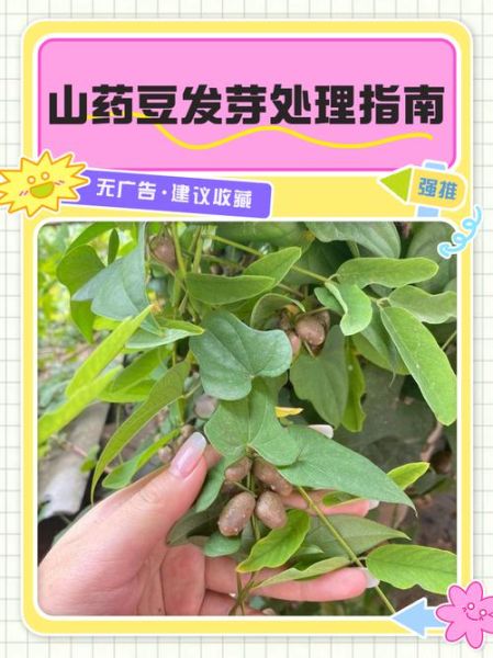 铁棍山药豆发芽了还能吃吗_如何正确判断与处理-第1张图片-山城妙识 铁棍山药豆发芽了还能吃吗_如何正确判断与处理-第1张图片-山城妙识