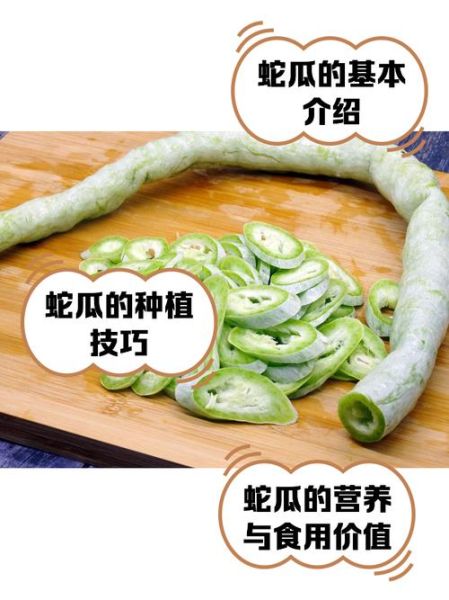 蛇瓜多少钱一斤_蛇瓜价格行情-第3张图片-山城妙识 蛇瓜多少钱一斤_蛇瓜价格行情-第3张图片-山城妙识