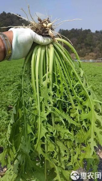 雪里红又叫什么菜_雪里红和雪菜一样吗-第1张图片-山城妙识 雪里红又叫什么菜_雪里红和雪菜一样吗-第1张图片-山城妙识