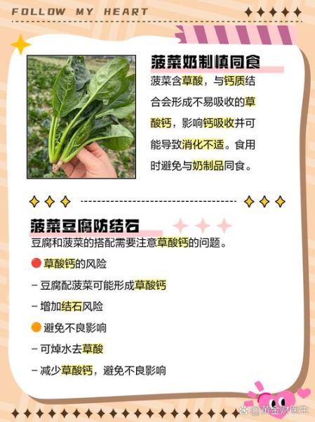 菠菜不能和什么一起吃吗_菠菜相克食物有哪些-第1张图片-山城妙识 菠菜不能和什么一起吃吗_菠菜相克食物有哪些-第1张图片-山城妙识