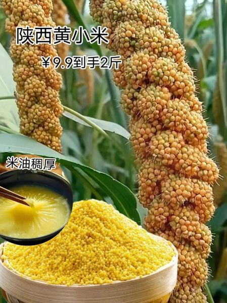 谷子是什么意思_谷子是什么粮食-第2张图片-山城妙识 谷子是什么意思_谷子是什么粮食-第2张图片-山城妙识