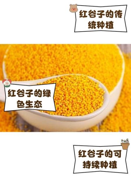 谷子是什么意思_谷子是什么粮食-第3张图片-山城妙识 谷子是什么意思_谷子是什么粮食-第3张图片-山城妙识