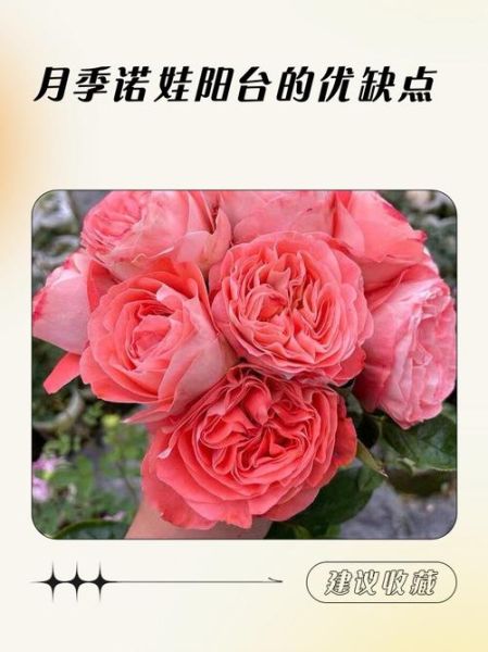帕夫洛娃月季怎么养_帕夫洛娃月季花期多长-第1张图片-山城妙识 帕夫洛娃月季怎么养_帕夫洛娃月季花期多长-第1张图片-山城妙识