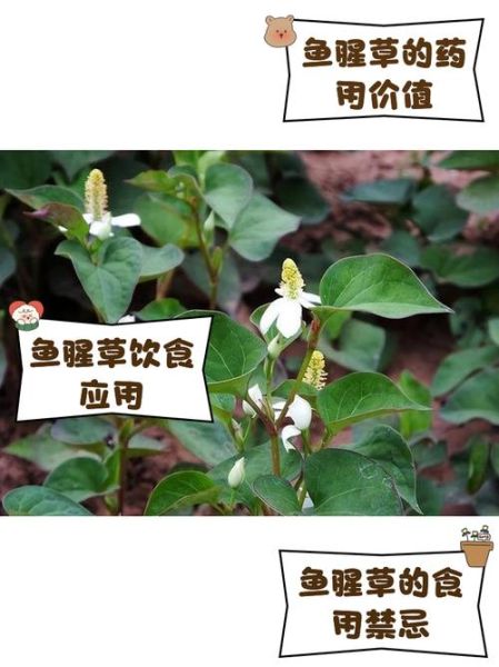 鱼腥草与什么相克_鱼腥草不能和什么一起吃-第1张图片-山城妙识 鱼腥草与什么相克_鱼腥草不能和什么一起吃-第1张图片-山城妙识