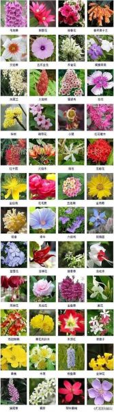 如何识别各种花的图片_常见花卉名称大全-第3张图片-山城妙识 如何识别各种花的图片_常见花卉名称大全-第3张图片-山城妙识