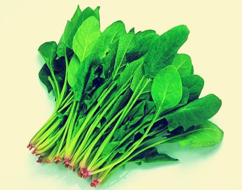 红嘴绿鹦哥是什么蔬菜_菠菜的别名叫法-第3张图片-山城妙识