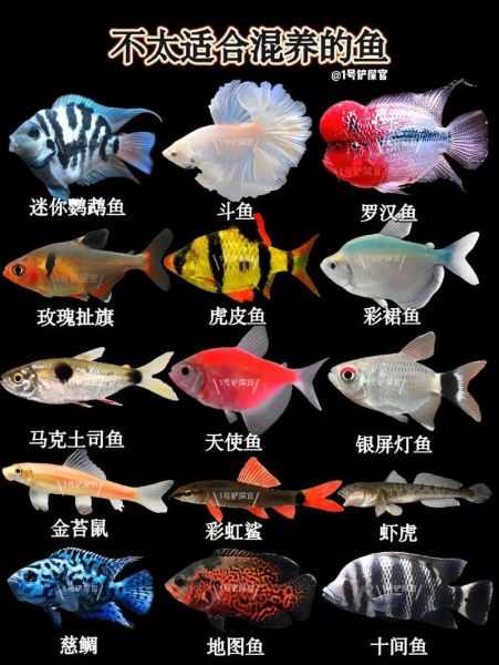 热带鱼种类大全_常见观赏鱼名称及图片-第2张图片-山城妙识 热带鱼种类大全_常见观赏鱼名称及图片-第2张图片-山城妙识