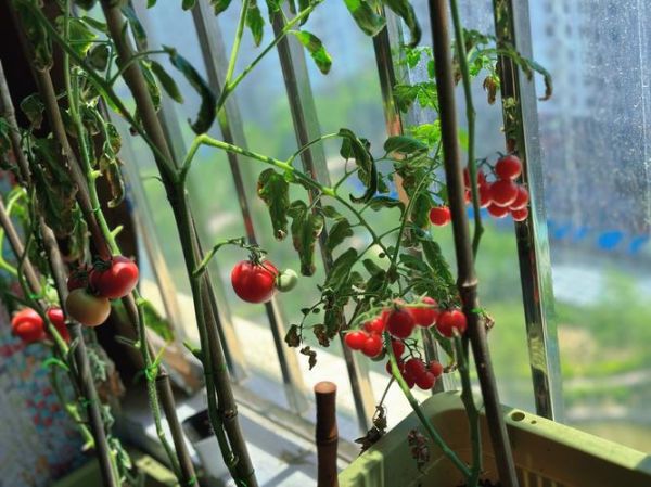 阳台种菜怎么种_家庭蔬菜种植方法-第3张图片-山城妙识 阳台种菜怎么种_家庭蔬菜种植方法-第3张图片-山城妙识