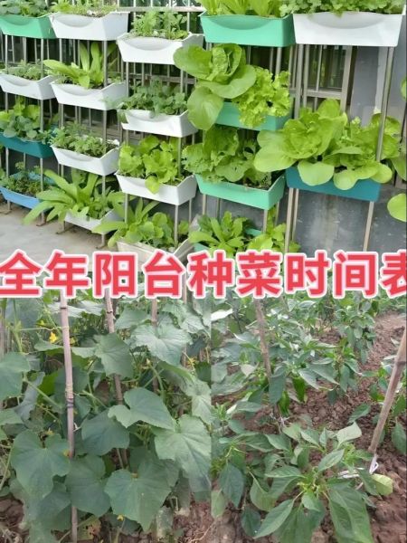 阳台种菜怎么种_家庭蔬菜种植方法-第1张图片-山城妙识 阳台种菜怎么种_家庭蔬菜种植方法-第1张图片-山城妙识