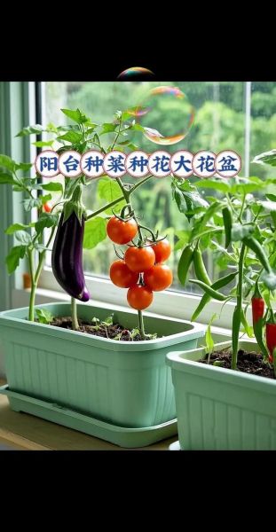 阳台种菜怎么种_家庭蔬菜种植方法-第2张图片-山城妙识 阳台种菜怎么种_家庭蔬菜种植方法-第2张图片-山城妙识