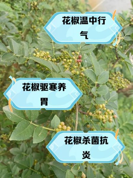 花椒的禁忌和副作用_哪些人不能吃花椒-第1张图片-山城妙识 花椒的禁忌和副作用_哪些人不能吃花椒-第1张图片-山城妙识