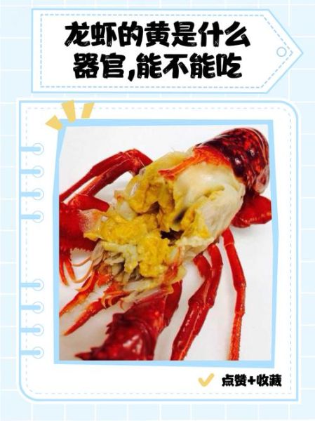 波士顿龙虾脑能吃吗_龙虾脑黄能吃吗-第1张图片-山城妙识 波士顿龙虾脑能吃吗_龙虾脑黄能吃吗-第1张图片-山城妙识