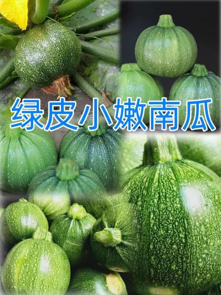 绿皮小南瓜叫什么_绿皮小南瓜品种名称-第1张图片-山城妙识 绿皮小南瓜叫什么_绿皮小南瓜品种名称-第1张图片-山城妙识