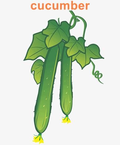 黄瓜的英文怎么读_cucumber发音技巧-第3张图片-山城妙识 黄瓜的英文怎么读_cucumber发音技巧-第3张图片-山城妙识