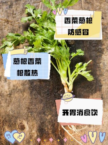 芫荽根煮水有什么功效_芫荽根煮水可以天天喝吗-第2张图片-山城妙识 芫荽根煮水有什么功效_芫荽根煮水可以天天喝吗-第2张图片-山城妙识