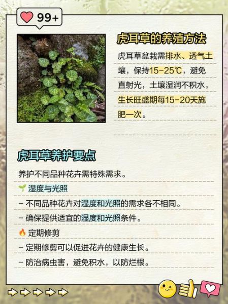 虎耳草怎么养_虎耳草的功效与作用-第1张图片-山城妙识