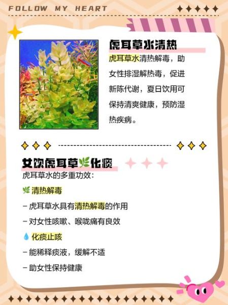 虎耳草怎么养_虎耳草的功效与作用-第3张图片-山城妙识