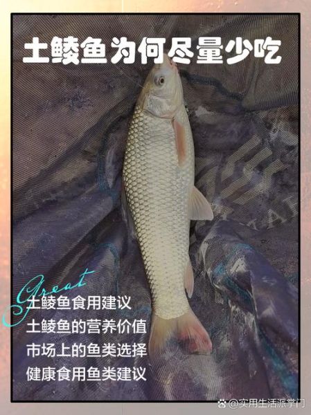 鲮鱼的功效与作用_孕妇可以吃吗-第1张图片-山城妙识