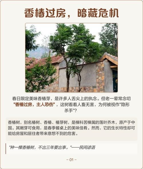 香椿过房家破人亡_风水禁忌还是迷信-第3张图片-山城妙识 香椿过房家破人亡_风水禁忌还是迷信-第3张图片-山城妙识