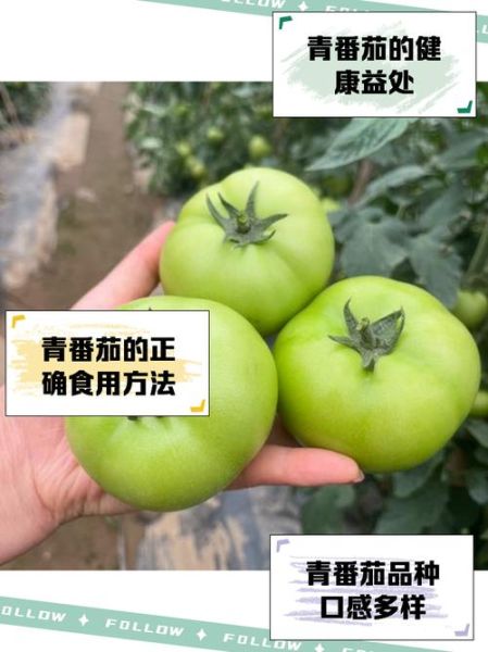 青番茄有毒吗_青番茄可以吃吗-第1张图片-山城妙识 青番茄有毒吗_青番茄可以吃吗-第1张图片-山城妙识
