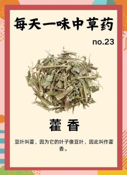 藿香怎么吃_藿香有什么功效与作用-第1张图片-山城妙识 藿香怎么吃_藿香有什么功效与作用-第1张图片-山城妙识
