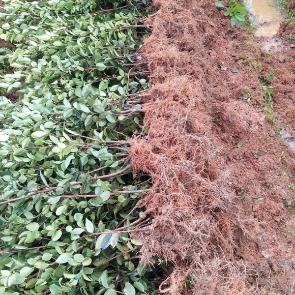 高产油茶苗哪里买_高产油茶苗种植技术-第3张图片-山城妙识