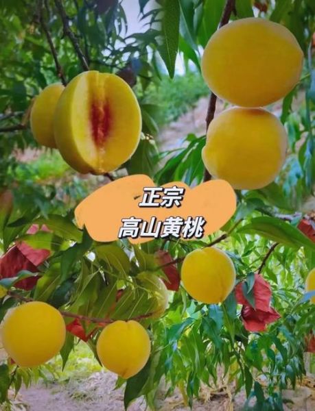 黄桃产地在哪里_黄桃哪个产地最甜-第1张图片-山城妙识