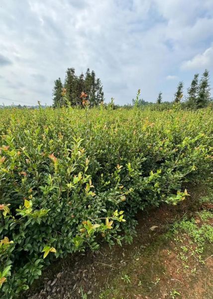 高产油茶苗哪里买_高产油茶苗种植技术-第1张图片-山城妙识
