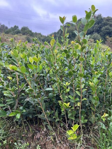 高产油茶苗哪里买_高产油茶苗种植技术-第2张图片-山城妙识