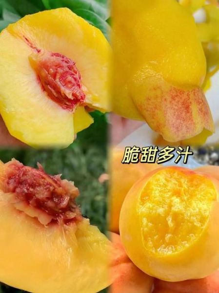 黄桃产地在哪里_黄桃哪个产地最甜-第3张图片-山城妙识