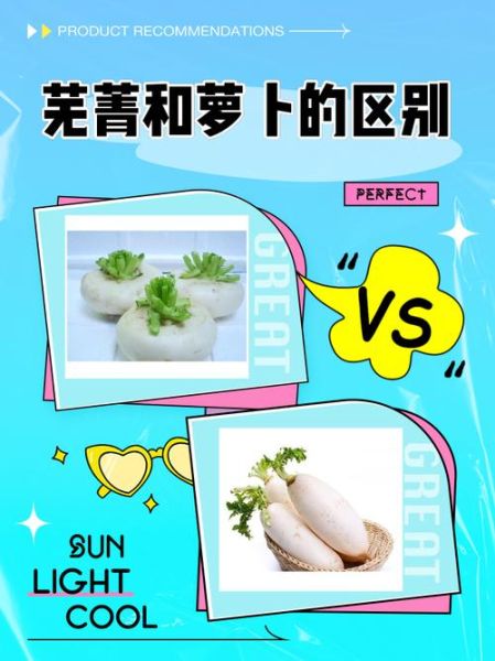 芜菁和萝卜的区别_芜菁是萝卜吗-第1张图片-山城妙识 芜菁和萝卜的区别_芜菁是萝卜吗-第1张图片-山城妙识