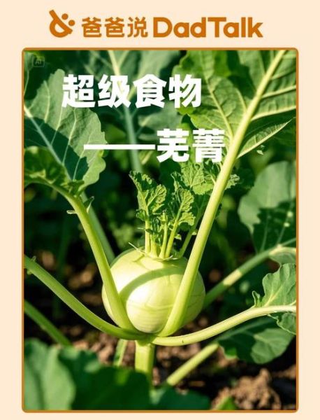 芜菁和萝卜的区别_芜菁是萝卜吗-第2张图片-山城妙识 芜菁和萝卜的区别_芜菁是萝卜吗-第2张图片-山城妙识