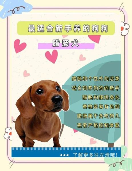 腊肠狗掉毛厉害吗_腊肠狗怎么养不掉毛-第2张图片-山城妙识