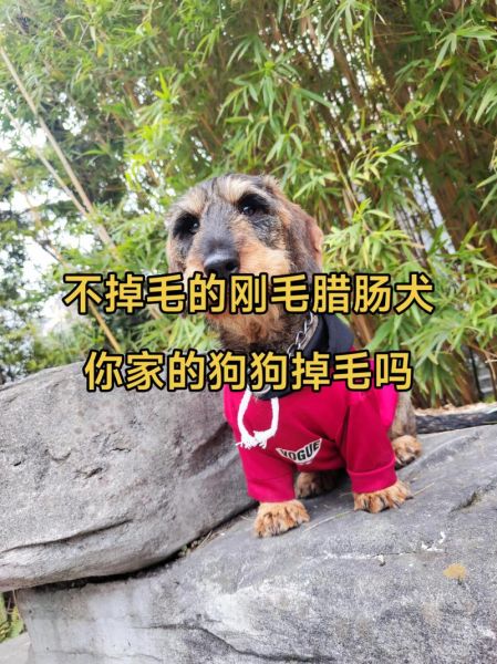 腊肠狗掉毛厉害吗_腊肠狗怎么养不掉毛-第1张图片-山城妙识