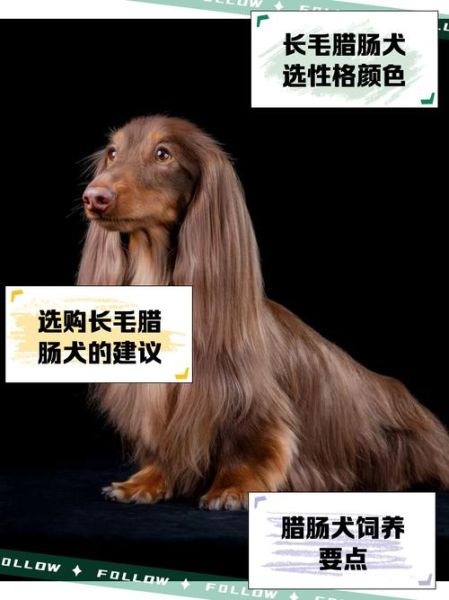 腊肠狗掉毛厉害吗_腊肠狗怎么养不掉毛-第3张图片-山城妙识