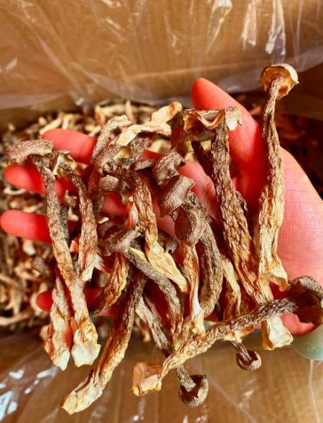 鹿角菜怎么泡发_鹿角菜凉拌做法-第2张图片-山城妙识 鹿角菜怎么泡发_鹿角菜凉拌做法-第2张图片-山城妙识