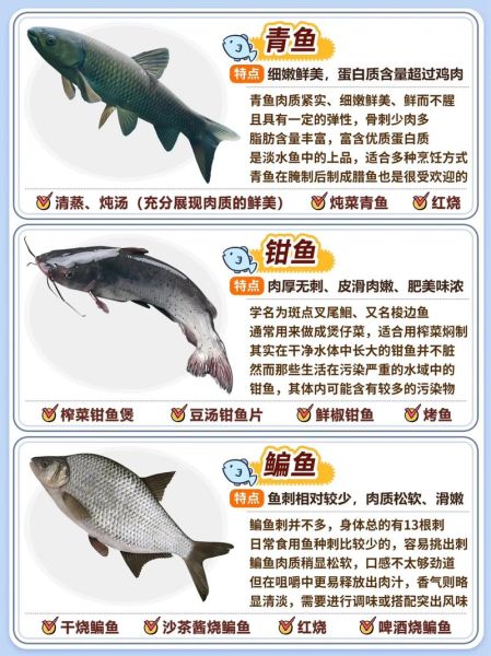 小型淡水鱼有哪些_新手适合养什么小型淡水鱼-第3张图片-山城妙识 小型淡水鱼有哪些_新手适合养什么小型淡水鱼-第3张图片-山城妙识