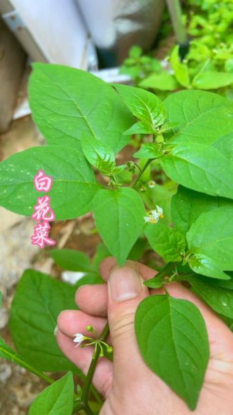 白花菜的功效与作用_白花菜的禁忌有哪些-第2张图片-山城妙识 白花菜的功效与作用_白花菜的禁忌有哪些-第2张图片-山城妙识