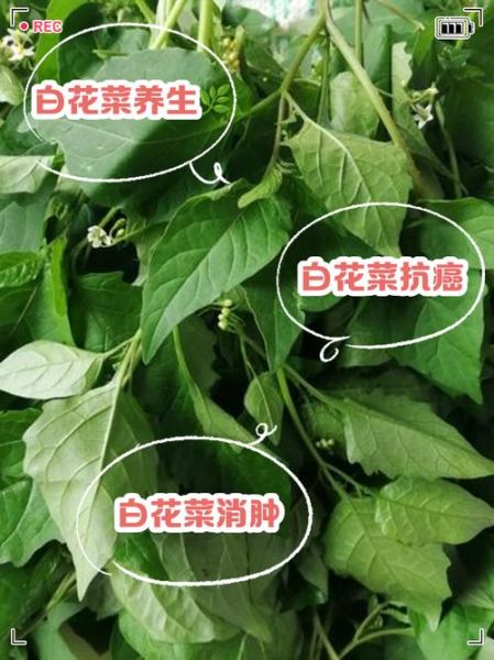 白花菜的功效与作用_白花菜的禁忌有哪些-第3张图片-山城妙识 白花菜的功效与作用_白花菜的禁忌有哪些-第3张图片-山城妙识