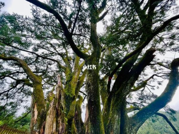 香榧树几年结果_香榧树结果周期多久-第1张图片-山城妙识 香榧树几年结果_香榧树结果周期多久-第1张图片-山城妙识