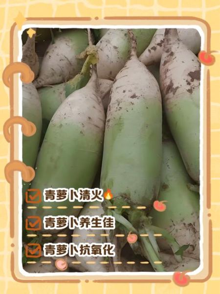 青萝卜的功效与作用是什么_青萝卜怎么吃最健康-第3张图片-山城妙识 青萝卜的功效与作用是什么_青萝卜怎么吃最健康-第3张图片-山城妙识