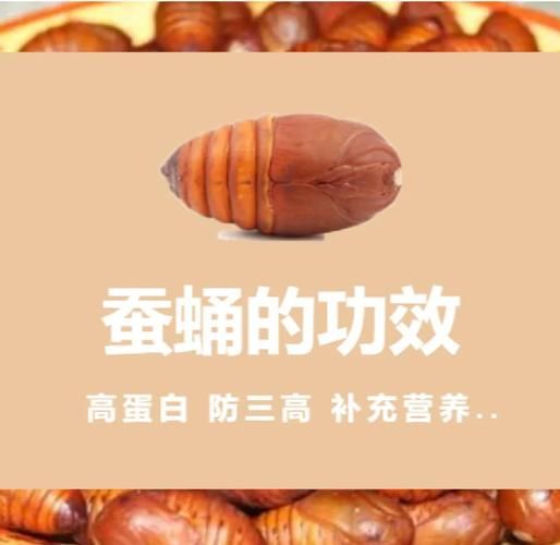 蚕蛹一天吃几个能补高蛋白_蚕蛹蛋白质含量高吗-第2张图片-山城妙识 蚕蛹一天吃几个能补高蛋白_蚕蛹蛋白质含量高吗-第2张图片-山城妙识
