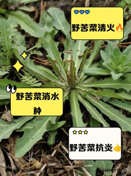 苦苦菜的功效与作用及食用方法_苦苦菜怎么吃最好-第3张图片-山城妙识 苦苦菜的功效与作用及食用方法_苦苦菜怎么吃最好-第3张图片-山城妙识