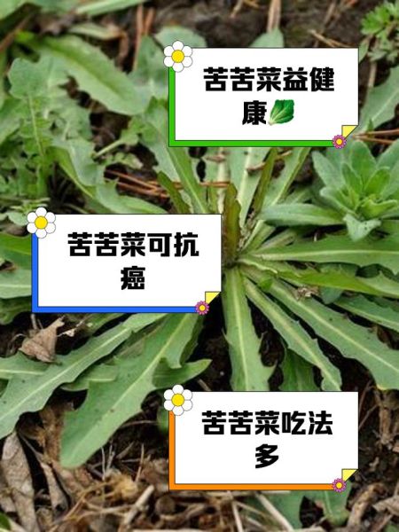 苦苦菜的功效与作用及食用方法_苦苦菜怎么吃最好-第2张图片-山城妙识 苦苦菜的功效与作用及食用方法_苦苦菜怎么吃最好-第2张图片-山城妙识
