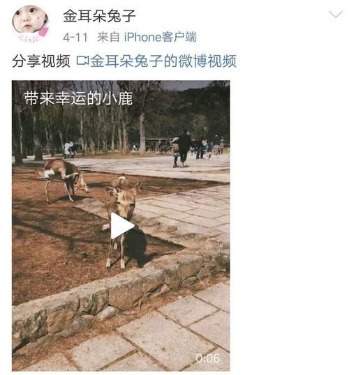 金耳朵兔子是谁_金耳朵兔子微博内容分析-第3张图片-山城妙识 金耳朵兔子是谁_金耳朵兔子微博内容分析-第3张图片-山城妙识