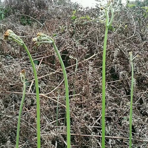 拳头菜怎么做好吃_拳头菜的做法大全-第1张图片-山城妙识 拳头菜怎么做好吃_拳头菜的做法大全-第1张图片-山城妙识