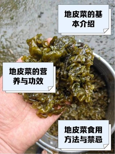 地皮菜炒之前要焯水吗_地皮菜焯水几分钟-第1张图片-山城妙识